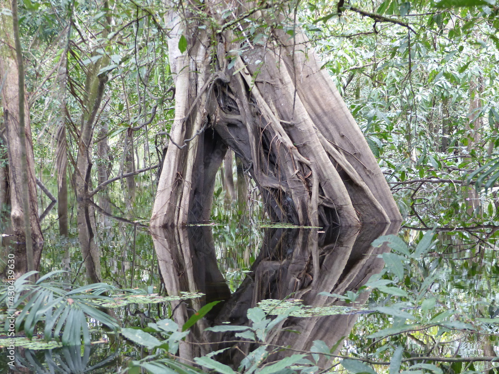 Ficus insipida is a tropical tree in the fig genus of the family ...