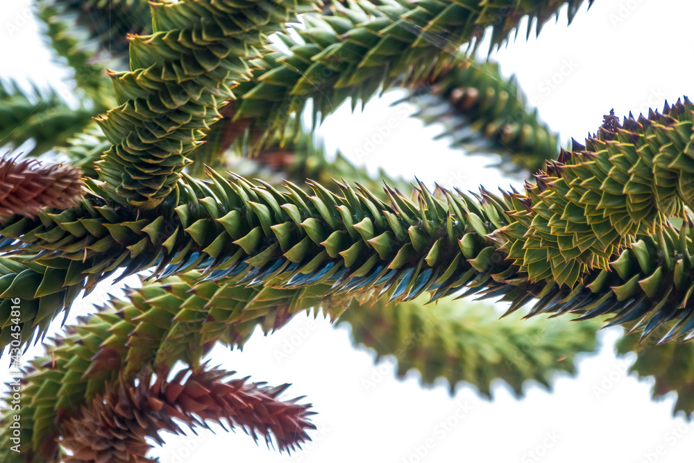 Needles of evergreen tree Araucaria araucana,commonly called the Monkey ...