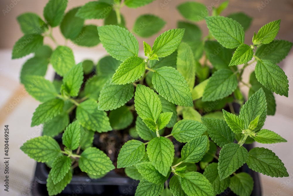 Nepeta cataria. Catnip seedling. Catmint. Stock Photo | Adobe Stock