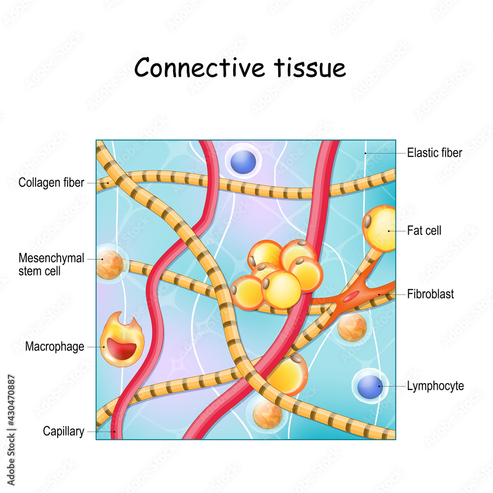 Connective tissue. Structure and anatomy Stock Vector | Adobe Stock