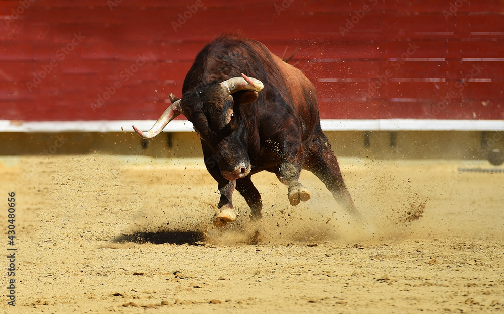 Foto de toro español con grandes cuernos en una plaza de toros durante ...