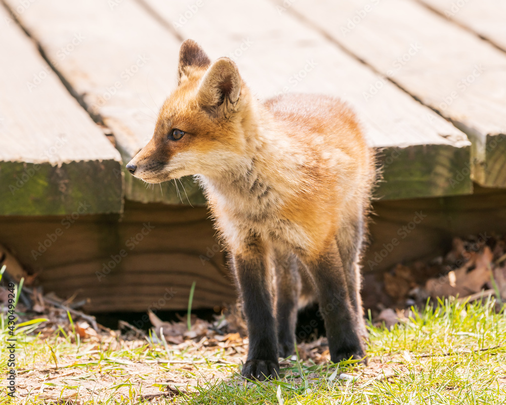 Foto de A red fox kit (Vulpes vulpes) emerges from it’s den, under the ...