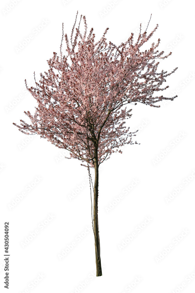Amazing cherry blossom tree cut out, isolated tree on white background ...
