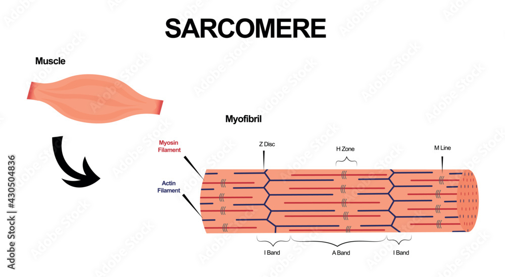 Sarcomere muscle bands structures. Actin and Myosin filaments ...