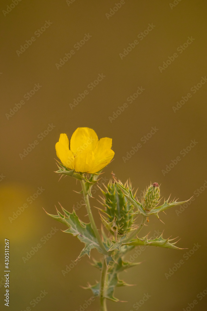 Mexican Poppy Flower Stock Photo | Adobe Stock