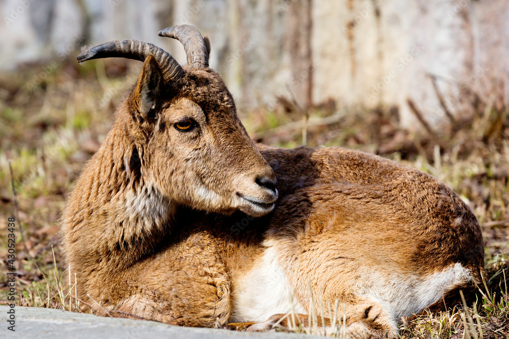 Mountain goat or East caucasian tur. Female. It is critically ...