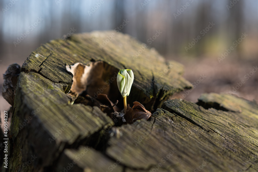 A beech seedling (Fagus sylvatica), sprouting in the middle of an old ...
