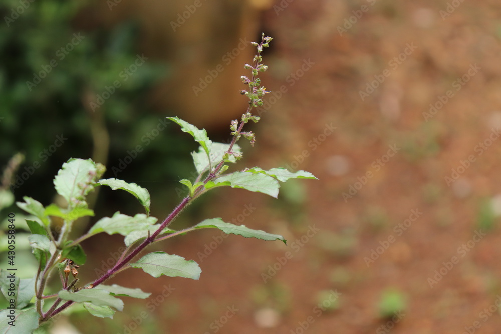 Holy basil or sacred tulsi used as ayurvedic medicine Stock Photo ...