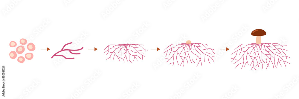 Mushroom life cycle stages, growth mycelium from spore. Spore ...