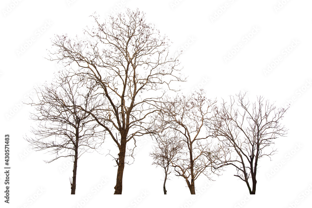 dead tree isolated on white background, tropical trees used for design ...