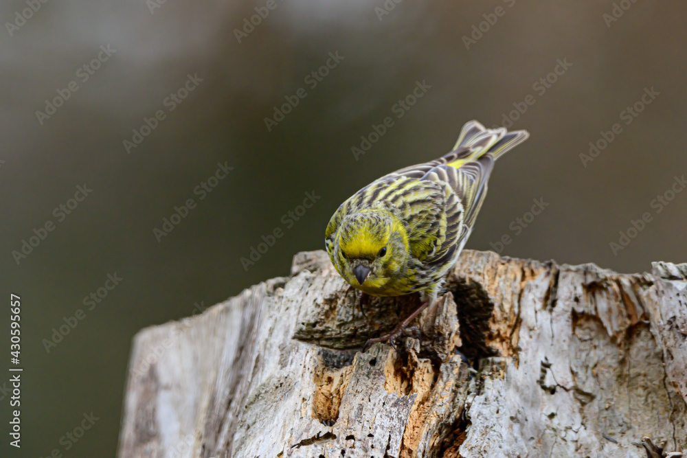 The European serin, or simply the serin (Serinus serinus), is the ...