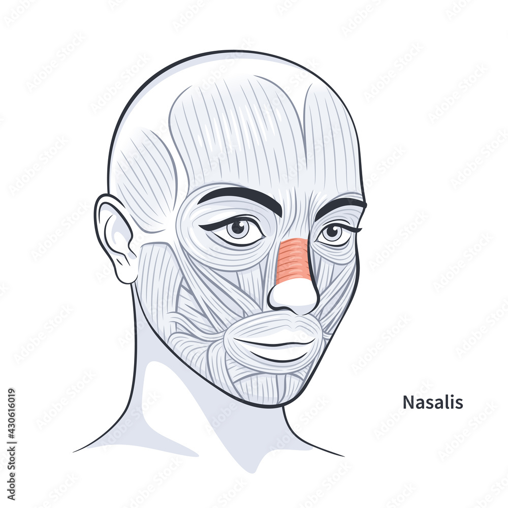 Nasalis. Facial muscles of the female. Detailed bright anatomy isolated ...
