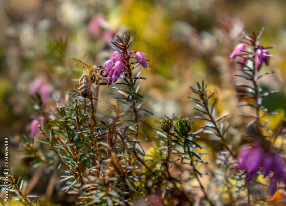 Heidekraut Erika ( Erica herbaceae ) mit Biene Stock Photo | Adobe Stock