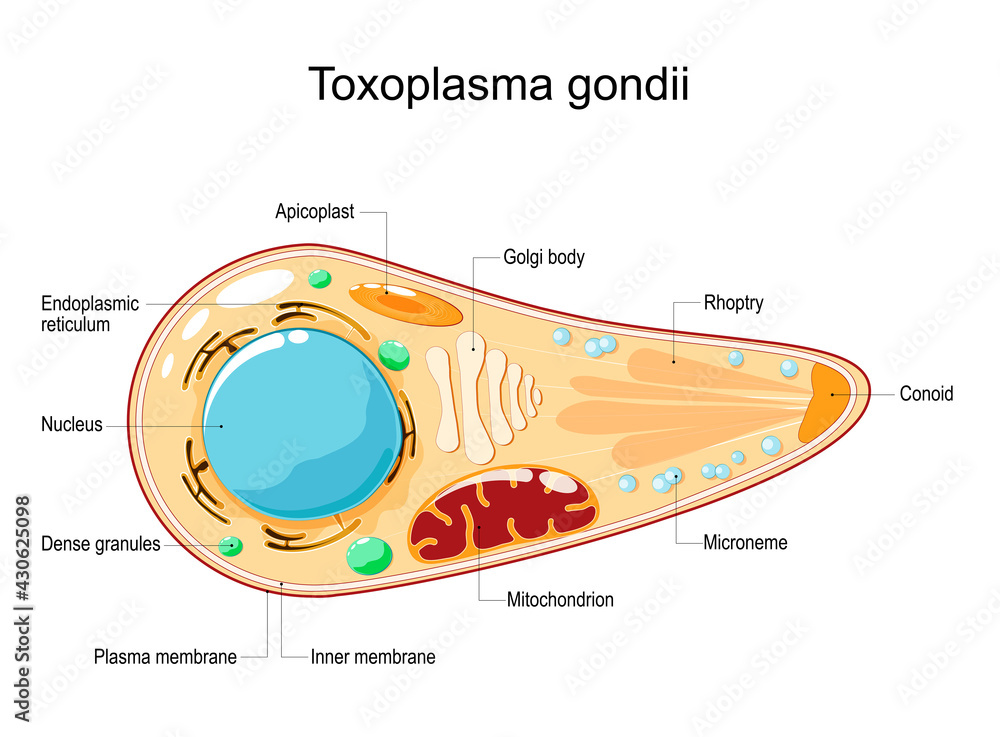 Toxoplasma gondii. Cell Structure and anatomy Stock Vector | Adobe Stock