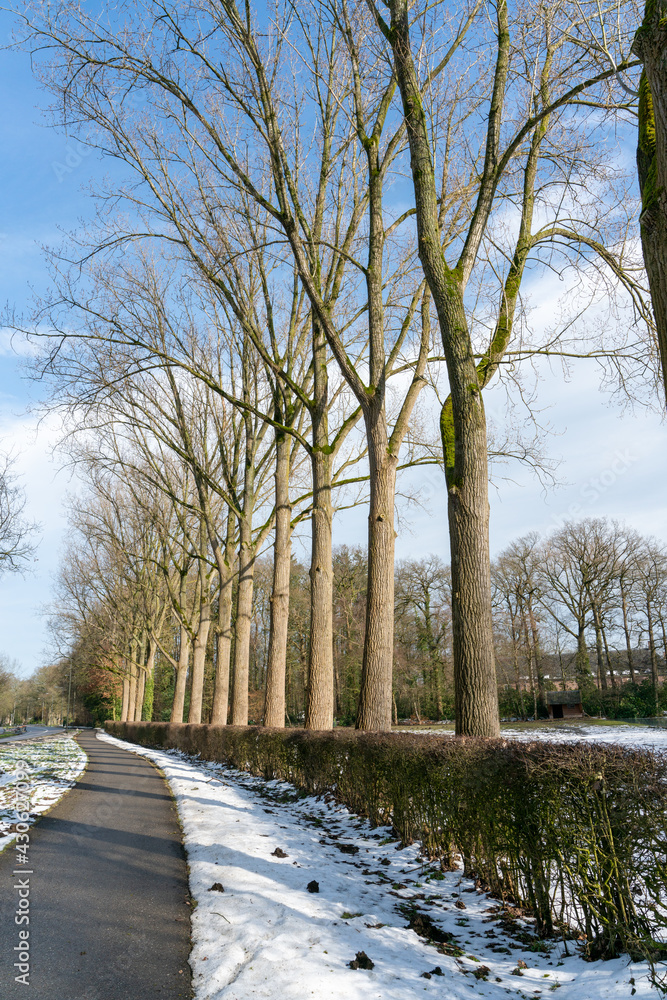 Taal trees along bicycle pathe in Loenen in The Netherlands during ...