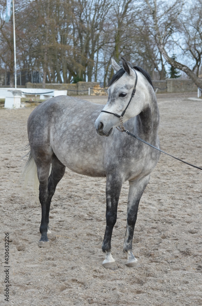 Foto de Koń , Konie , Klacz , konik , Polski koń , Koń cheval, zwierzak ...