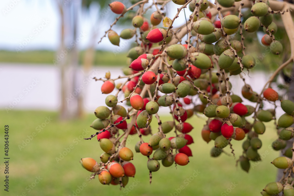 Palmera Cola de zorra Stock Photo | Adobe Stock