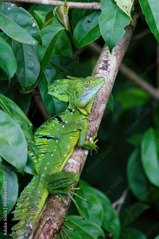 The common basilisk (Basiliscus basiliscus) sitting on a branch in ...