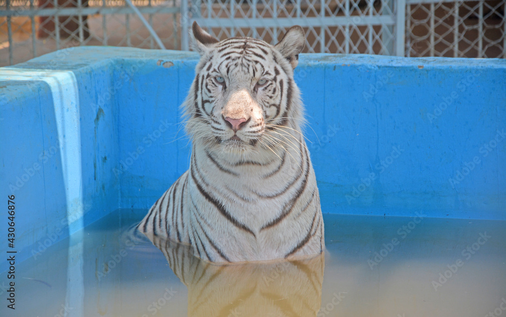 In the scorching heat, a rare species of white tiger is bathing in the ...