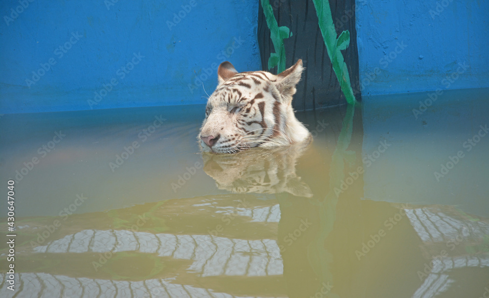 In the scorching heat, a rare species of white tiger is bathing in the ...