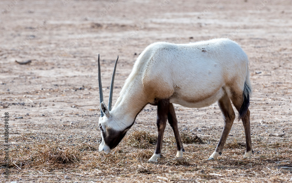 Antelope Arabian white oryx (Oryx dammah) inhabits native environments ...