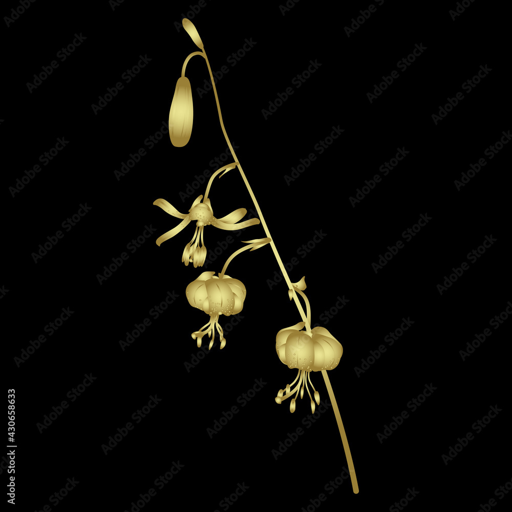 Wild flower. Branch of Lilium Martagon. (Lílium mártagon). Turk's cap ...