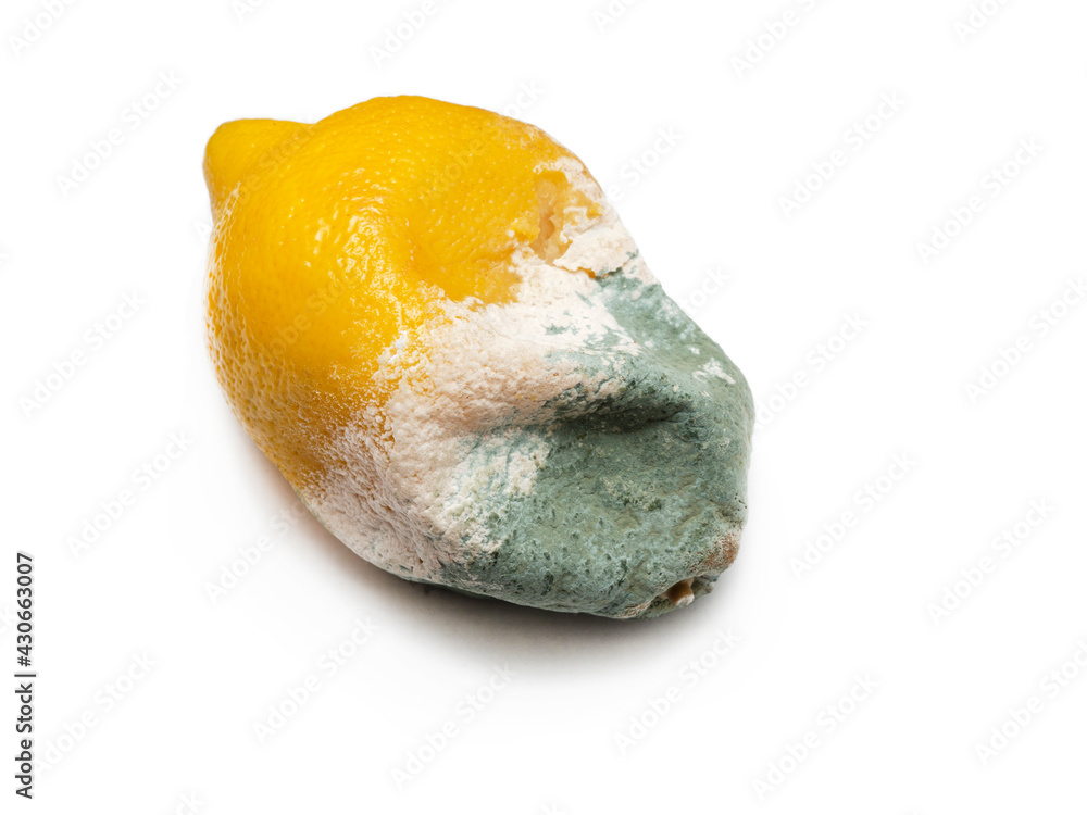 One rotten, half-decomposed, limp, green-and-white moldy fruit on a ...