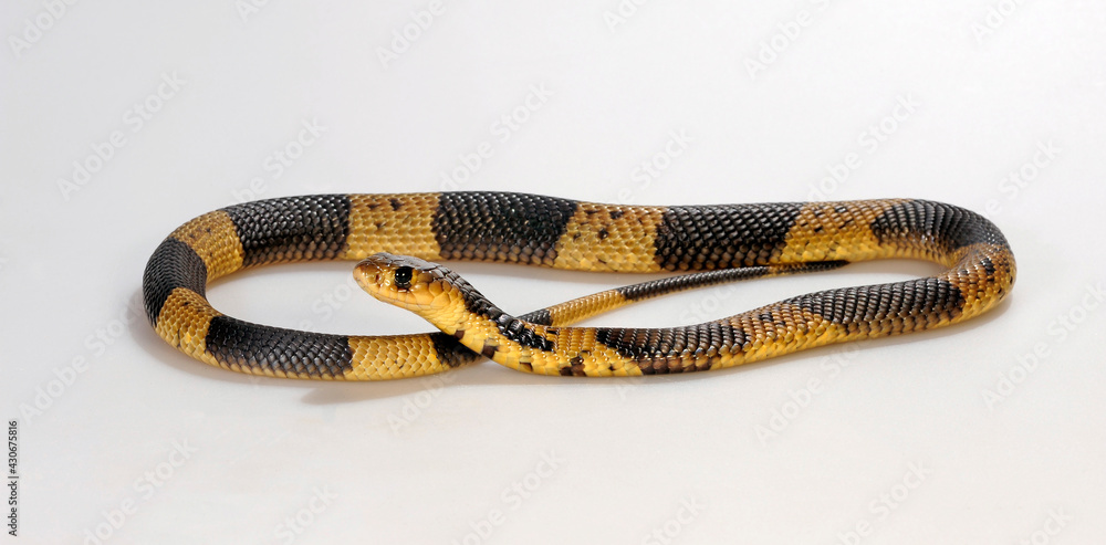 Snouted cobra, Banded Egyptian cobra // Gebänderte Kobra (Naja ...