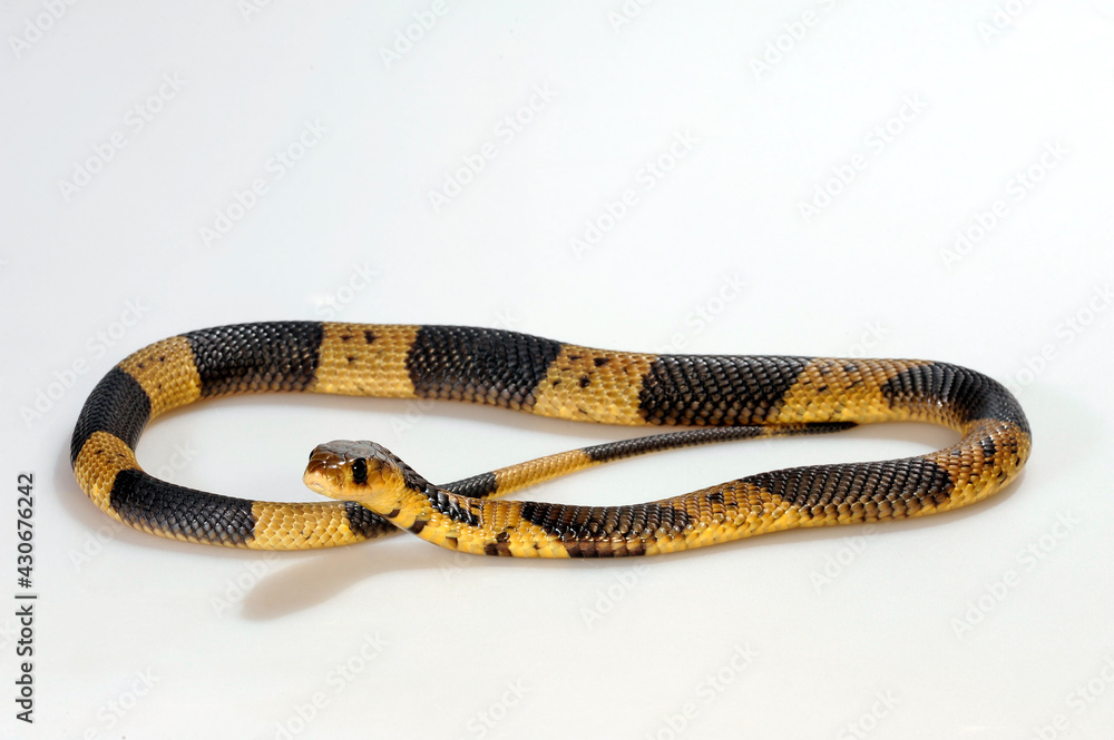 Gebänderte Kobra // Snouted cobra, Banded Egyptian cobra (Naja ...