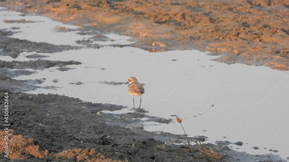 Ringed plover bird looking for food by the water.Little greater sand ...