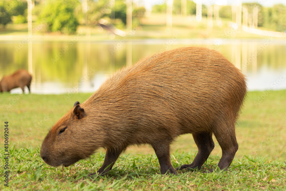 Capybara Eating Grass
