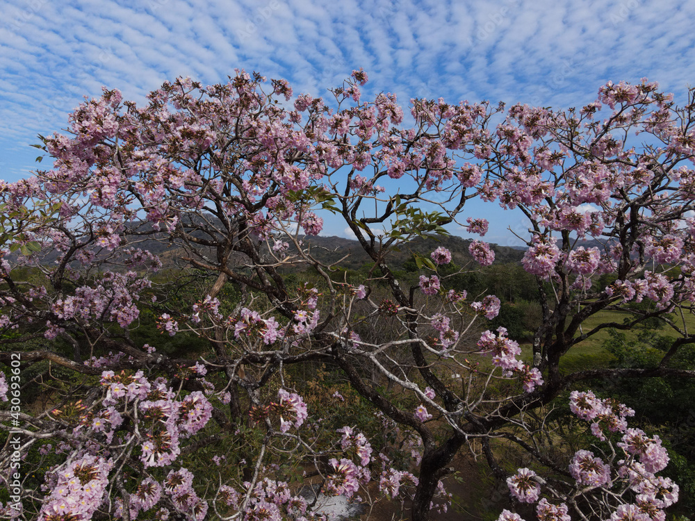 Pink Trumpet Tree or Roble Sabana (Tabebuia rosea) in Costa Rica. Stock ...
