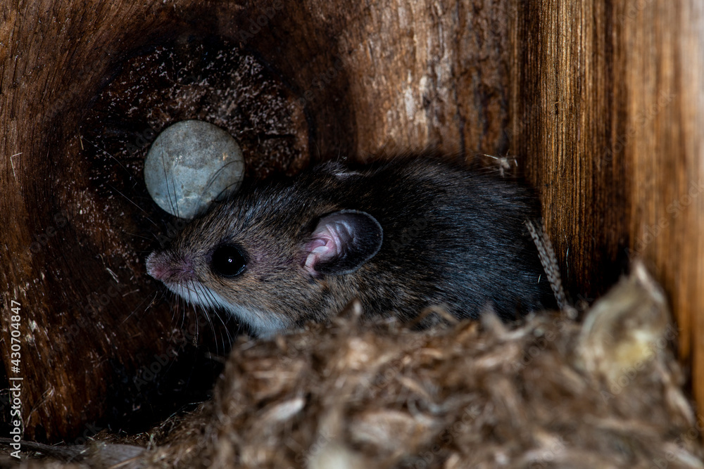 Deer Mice Nest
