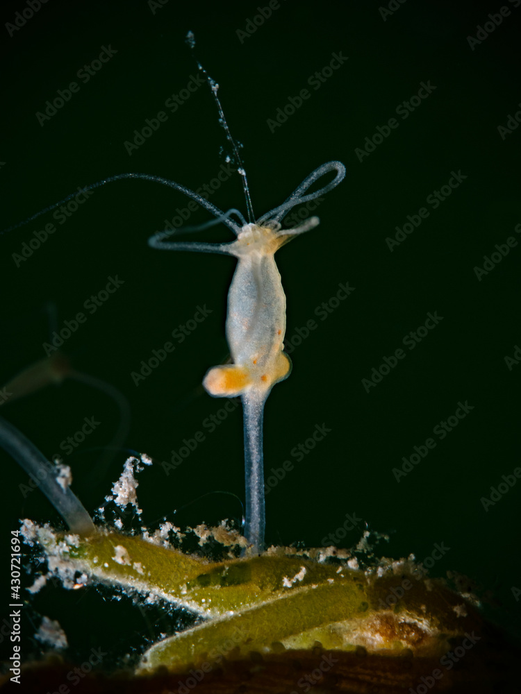 Freshwater Polyp, Süsswasser Polyp (Hydra vulgaris) Stock Photo | Adobe ...