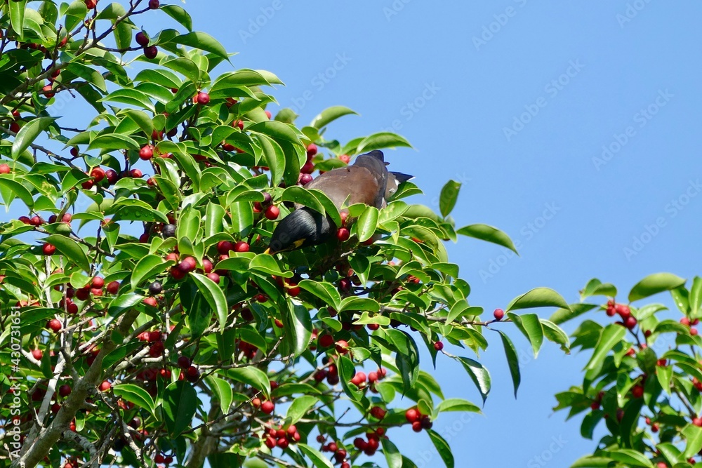 Mynas bird enjoy eating fruit of banyan tree (food of birds and various ...