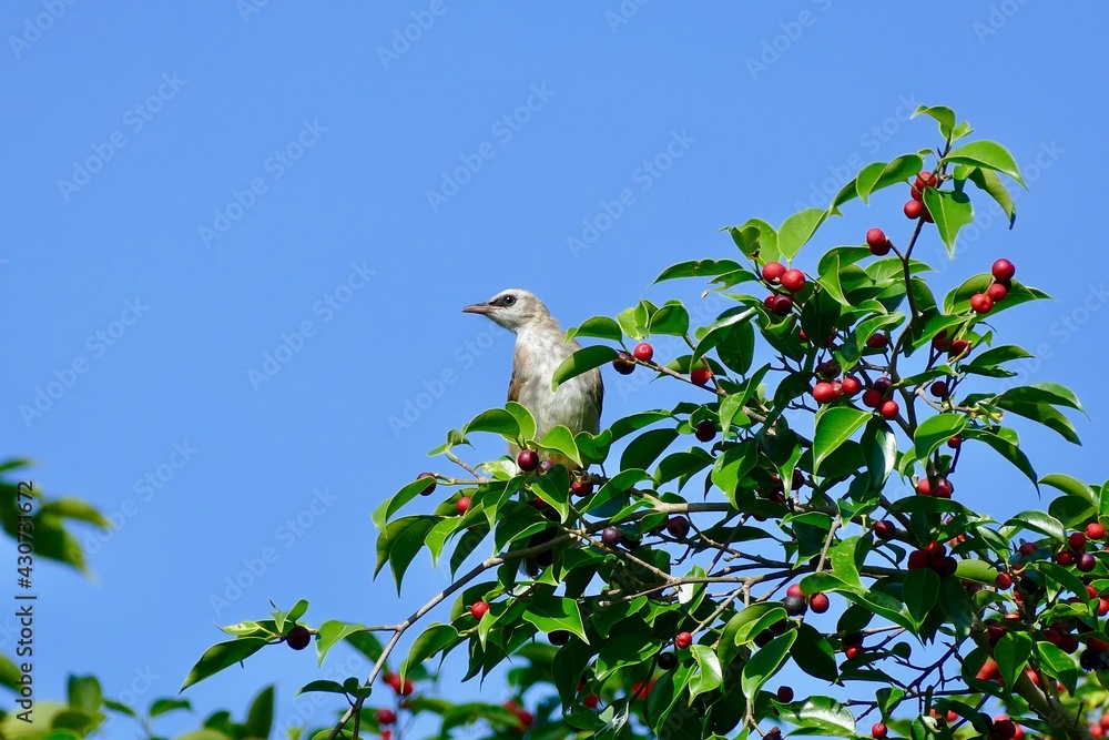 Striped throated bulbul bird enjoy eating fruit of banyan tree (food of ...