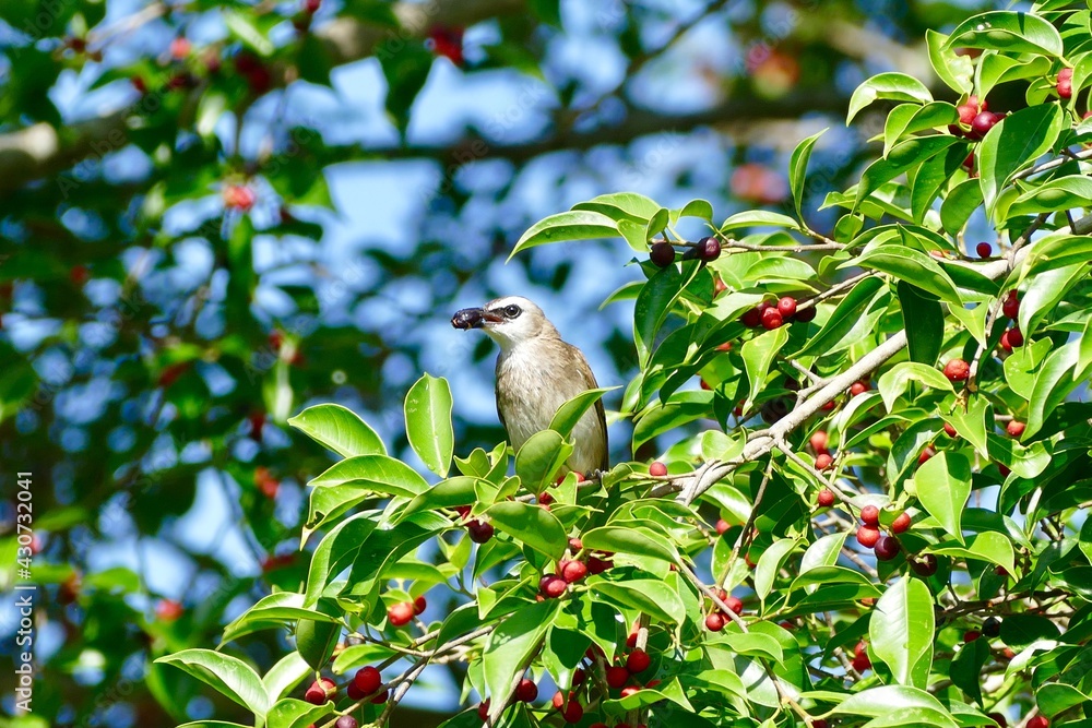 Striped throated bulbul bird enjoy eating fruit of banyan tree (food of ...