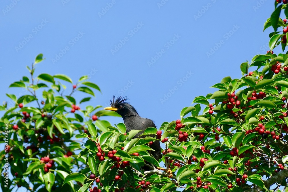Javan Myna, White-vented Myna bird enjoy eating fruit of banyan tree ...