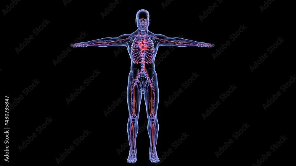 human circulatory system anatomy 3d illustration Stock Illustration ...