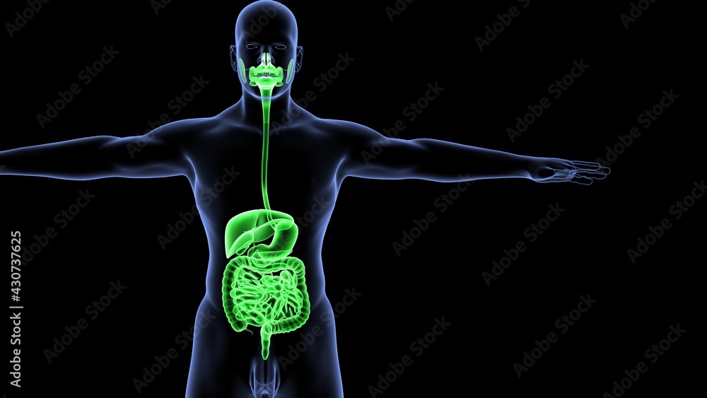 human organs anatomy 3d illustration Stock Illustration | Adobe Stock