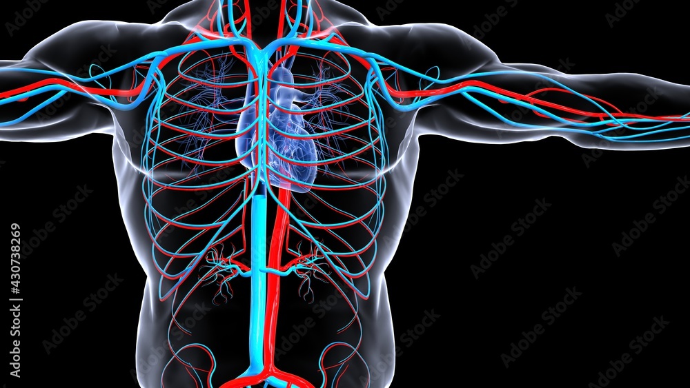 human circulatory system anatomy 3d illustration Stock Illustration ...