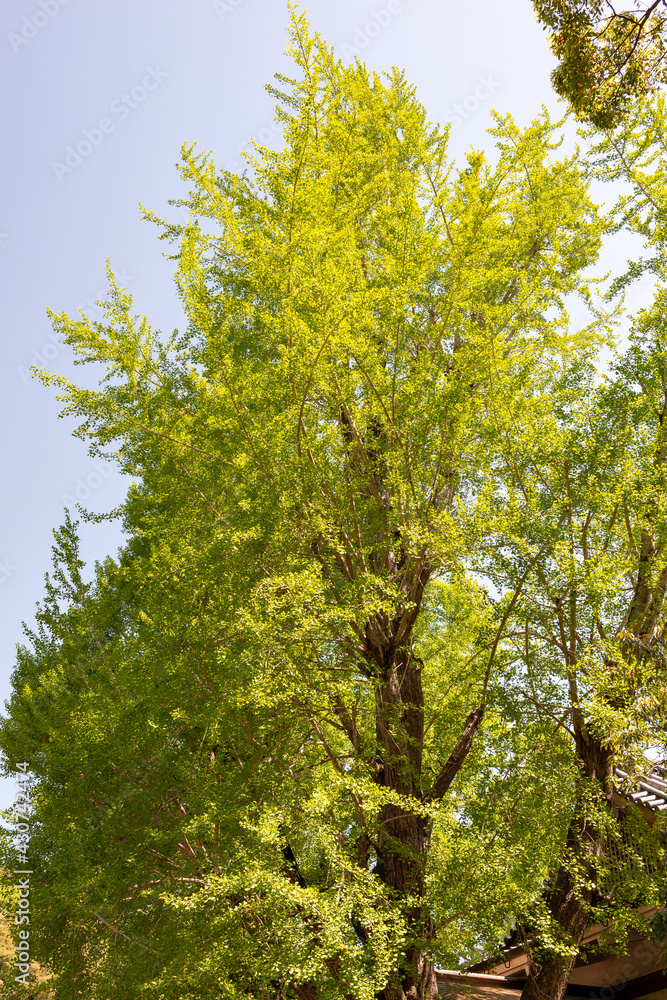Big old ginkgo tree (Ginkgo biloba) at Kiyoshi-Kojin Seicho-ji temple ...
