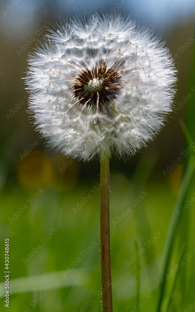 Pusteblume Löwenzahn Wind Flug Schirmchen Taraxacum sect. Ruderalia ...