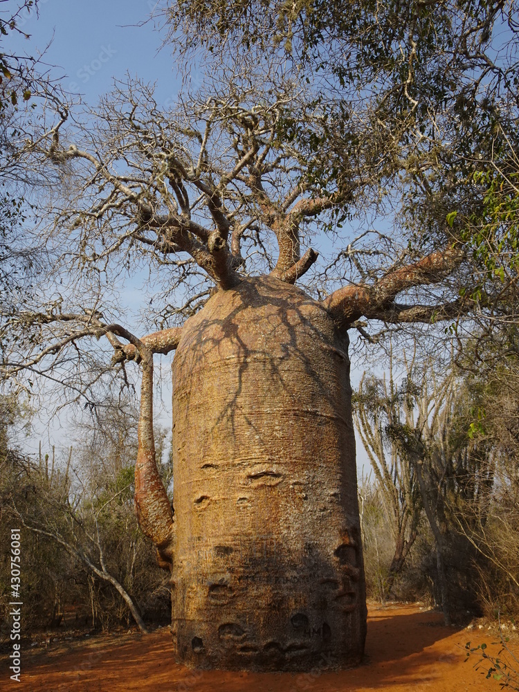 [Madagascar] Teapot shaped baobab tree in Arboretum d'Antsokay (Toliara ...
