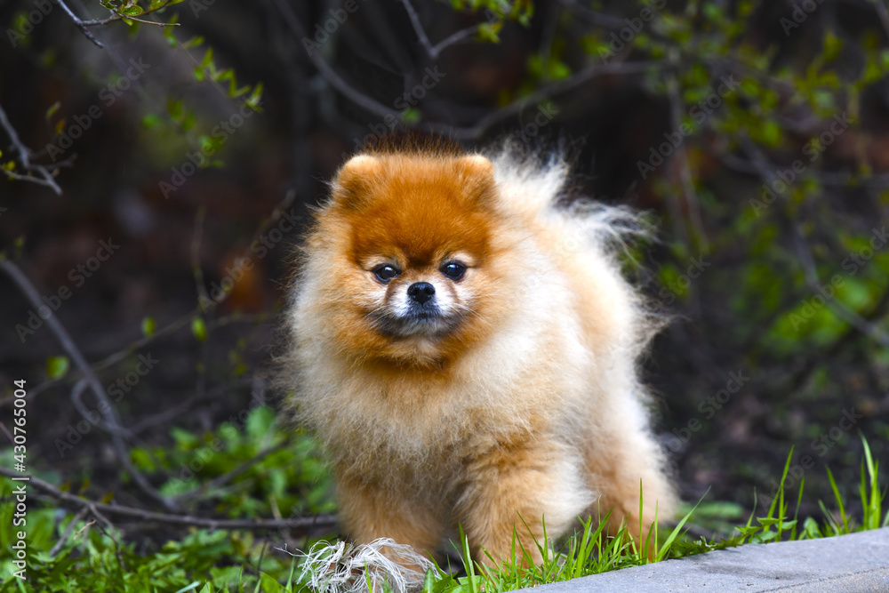 The German spitz (German deutscher spitz) is a breed of dog. A cute and ...
