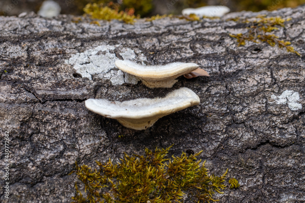 Zwei Baumpilze wachsen auf einem Baumstamm, der im Wald liegt. Auf der ...