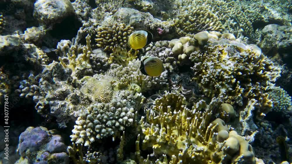 Coral reef in the red sea underwater colorful tropical fish Chaetodon ...