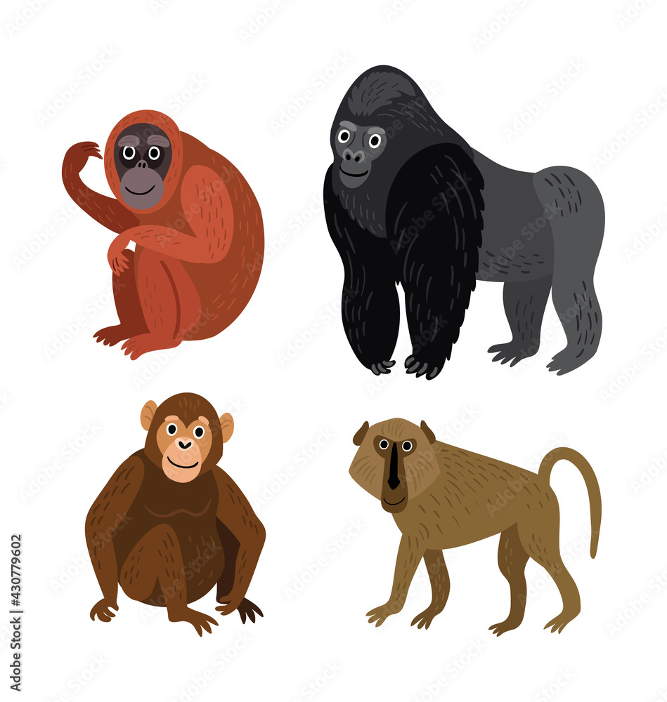 Baboon Drawing Poster Vector Set Of Monkey Rangutan, Baboon, Gorilla,