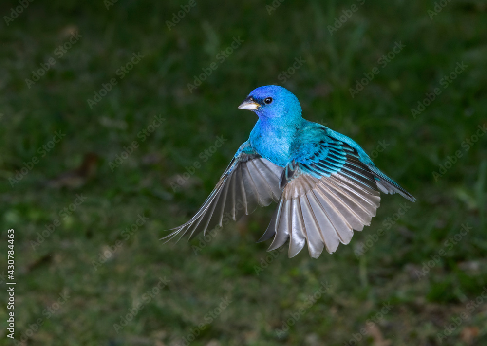 Indigo Bunting Bird Flying
