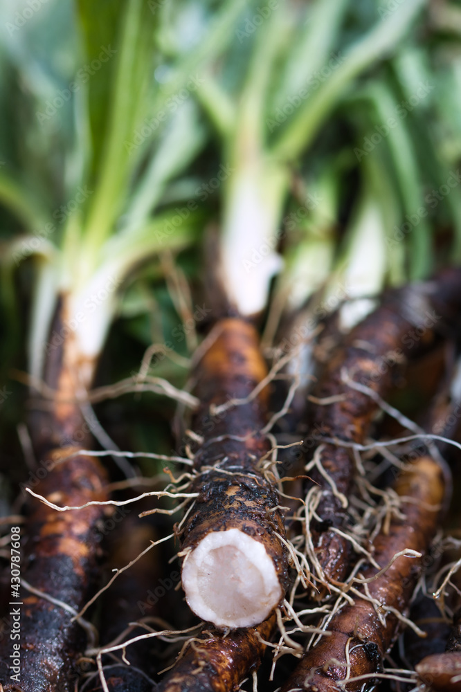 Scorzonera spanish black salsify close up, root vegetables freshly ...